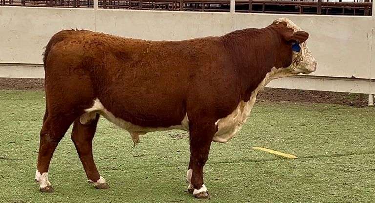 Lot #9781 Polled Hereford Bull - J&J Cattle Co