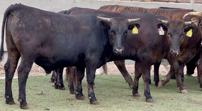 Finished & Feeder Wagyu, Wagyu Cross or Akaushi Steers - J&J Cattle Co