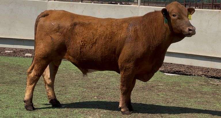 Lot #5316 Beefmaster Bull - J&J Cattle Co