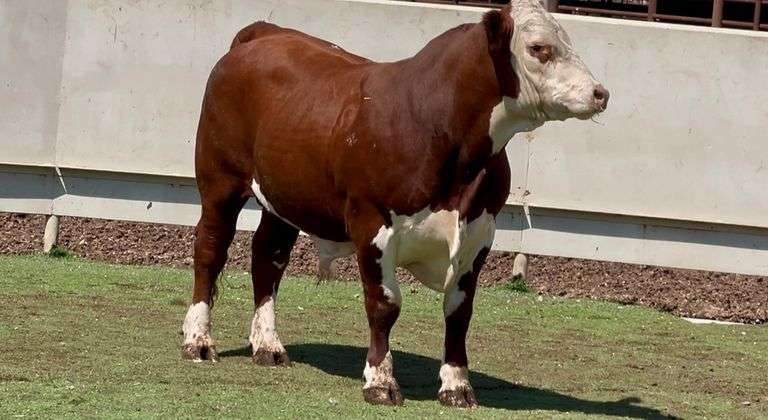 Lot #5487 Simbrah Bull - J&J Cattle Co