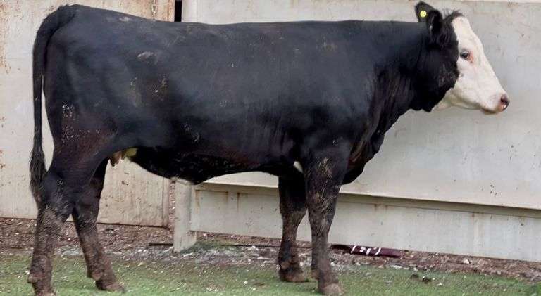 Finished Grain Fed Feeder Steers & Heifers - J&J Cattle Co