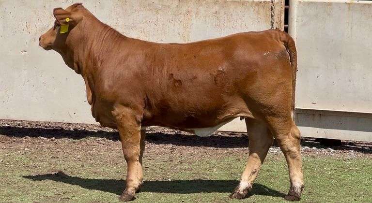 Registered Beefmaster Heifer - J&J Cattle Co