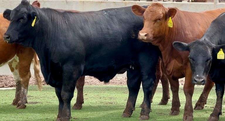 Finished Grain Fed Feeder Steers & Heifers - J&J Cattle Co