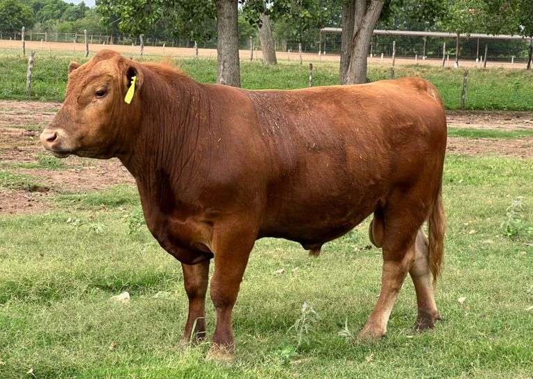 Lot #5314 Registered Red Angus Bull - J&J Cattle Co