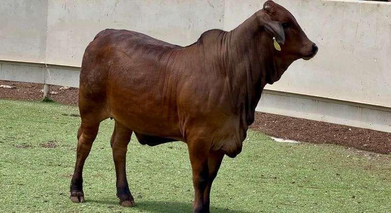 Brahman Cross - J&J Cattle Co