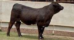 Registered Beefmaster - J&J Cattle Co