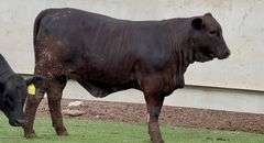 Finished Grain Fed Feeder Steers & Heifers - J&J Cattle Co