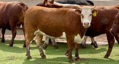 Finished Grain Fed Feeder Steers & Heifers - J&J Cattle Co