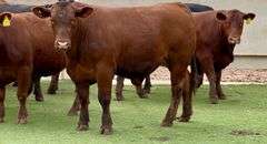 Finished Grain Fed Feeder Steers & Heifers - J&J Cattle Co