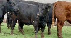 Finished Grain Fed Feeder Steers & Heifers - J&J Cattle Co