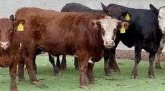 Finished Grain Fed Feeder Steers & Heifers - J&J Cattle Co