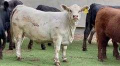 Finished Grain Fed Feeder Steers & Heifers - J&J Cattle Co