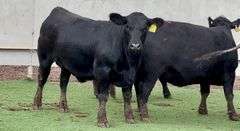 Finished Grain Fed Feeder Steers & Heifers - J&J Cattle Co