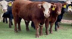 Finished Grain Fed Feeder Steers & Heifers - J&J Cattle Co