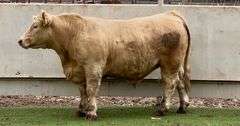 Finished Grain Fed Feeder Steers & Heifers - J&J Cattle Co