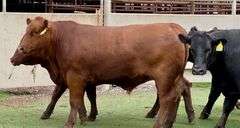 Finished Grain Fed Feeder Steers & Heifers - J&J Cattle Co