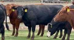 Finished Grain Fed Feeder Steers & Heifers - J&J Cattle Co