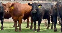 Finished Grain Fed Feeder Steers & Heifers - J&J Cattle Co