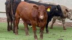 Finished Grain Fed Feeder Steers & Heifers - J&J Cattle Co