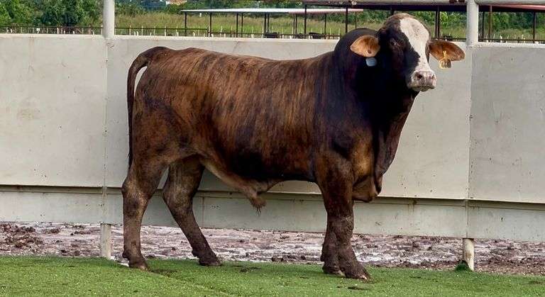 Lot #444 Golden Certified F1 Braford Bull - J&J Cattle Co