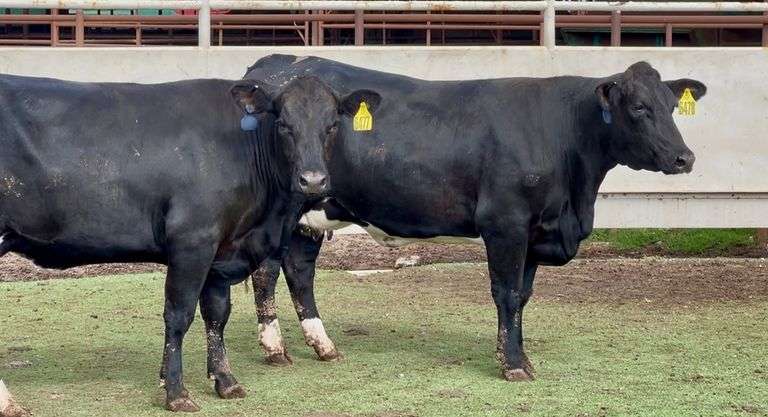 Holstein-Angus Cross Wet Bag Cows - J&J Cattle Co