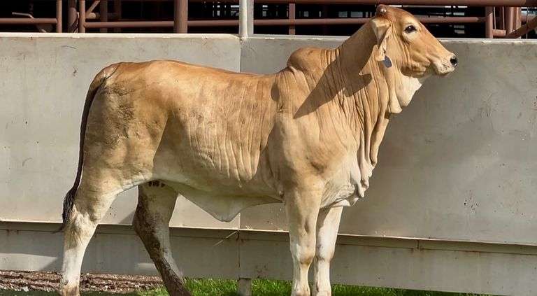 Red Brahman - J&J Cattle Co