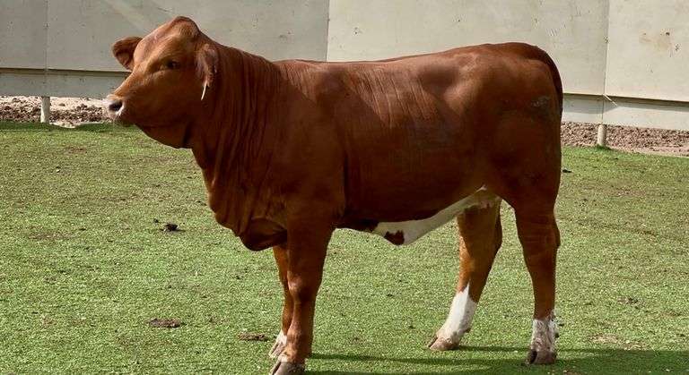 Beefmaster - J&J Cattle Co