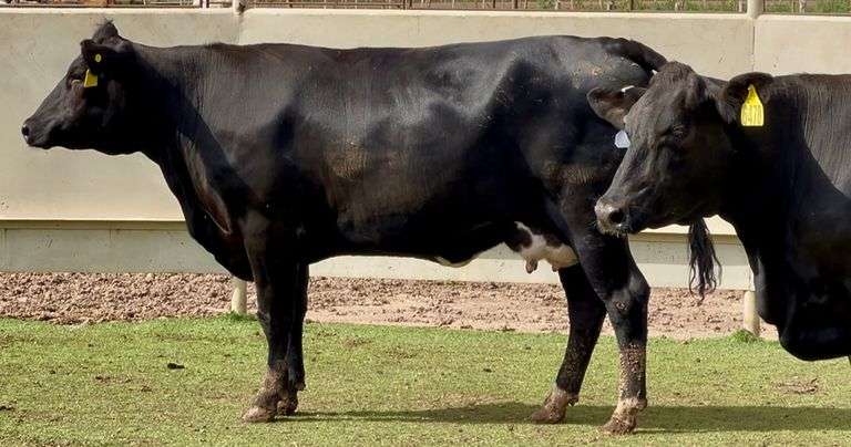 Holstein-Angus Cross Wet Bag Cows - J&J Cattle Co