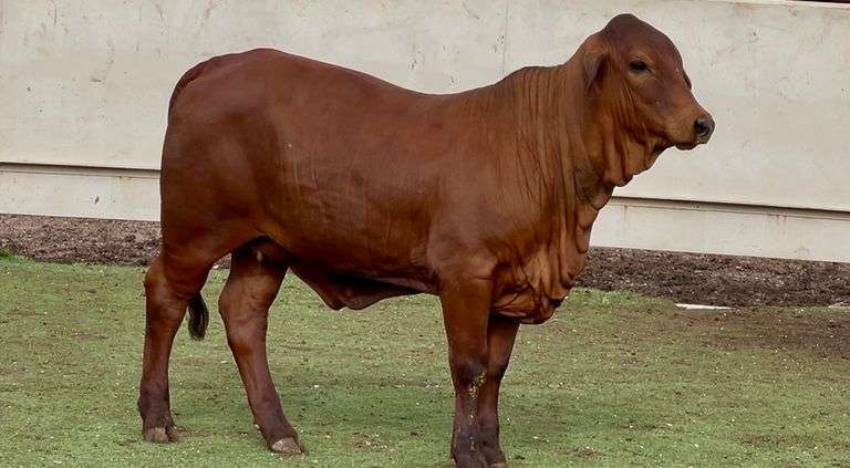 Red Brahman Cross - J&J Cattle Co