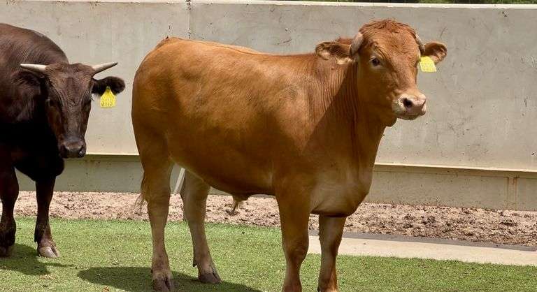 Finished & Feeder Wagyu, Wagyu Cross or Akaushi Steers - J&J Cattle Co
