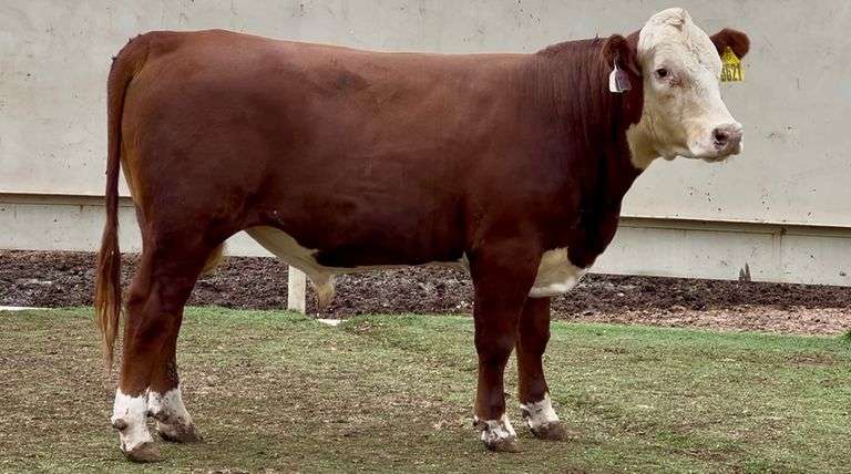 Lot #3621 Polled Hereford - J&J Cattle Co