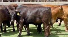 Finished & Feeder Wagyu, Wagyu Cross or Akaushi Steers - J&J Cattle Co