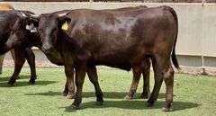 Finished & Feeder Wagyu, Wagyu Cross or Akaushi Steers - J&J Cattle Co