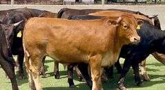 Finished & Feeder Wagyu, Wagyu Cross or Akaushi Steers - J&J Cattle Co