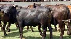 Finished & Feeder Wagyu, Wagyu Cross or Akaushi Steers - J&J Cattle Co