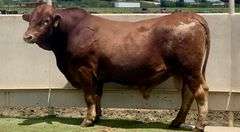 Lot #53437 Beefmaster Bull - J&J Cattle Co