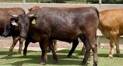 Finished & Feeder Wagyu, Wagyu Cross or Akaushi Steers - J&J Cattle Co