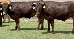 Finished & Feeder Wagyu, Wagyu Cross or Akaushi Steers - J&J Cattle Co