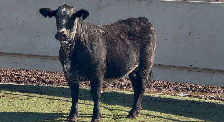 Open Black Beefmaster Heifer - J&J Cattle Co