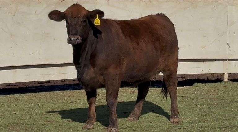 Open Beefmaster Heifer - J&J Cattle Co