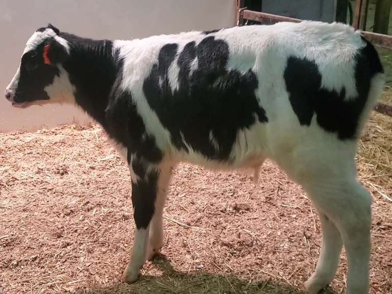 Long bodied calf that has a hip to compete with all the best ones ...