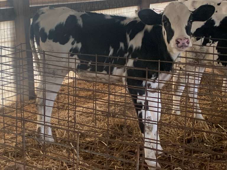 7 Weaned Holstein Heifer Calves | Est Weight 175#, Medium Flesh | SELL ...