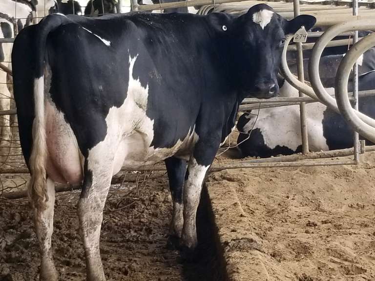 Springing Heifer 🐄 - Kreeger & Associates