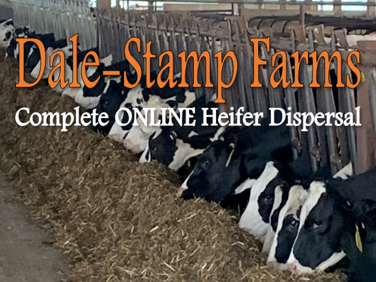 Dale-Stamp Farms Complete Heifer Dispersal - Kreeger & Associates