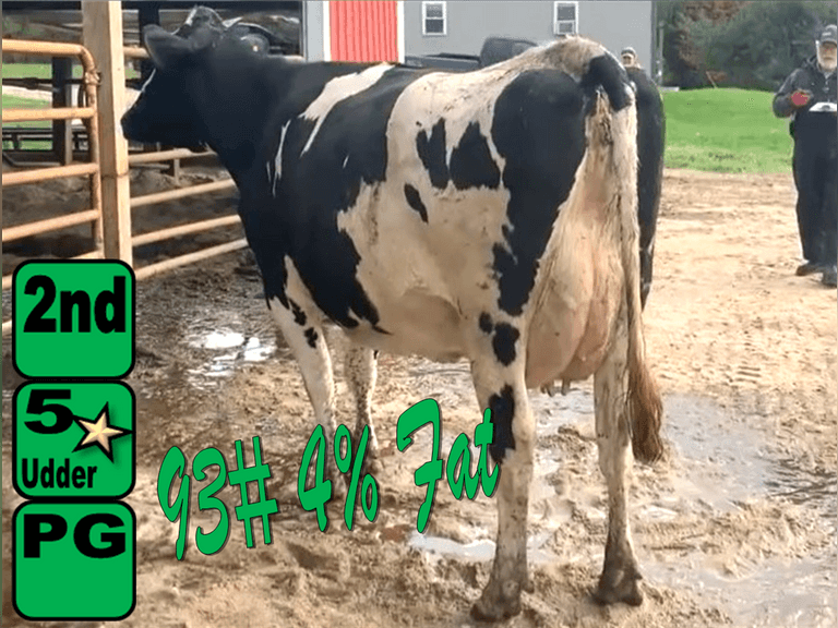 4 Preg 2nd Lact Cows | Due 4-5 to 4-28 ( 1 Preg To Angu$) | Group Avg ...