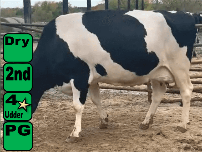 6 2nd Lact Dry Cows | Due 11-18 to 12-21 | Group Avg 305me 29853 1035 ...