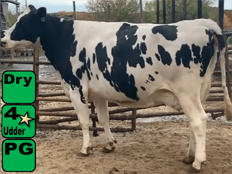 5 3rd+ Lact Dry Cows | Due 11-8 to 1-14 | Group Avg 305ME 27480 1073 ...