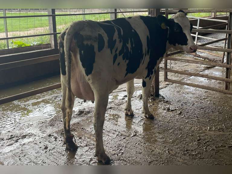 (18) Fresh 1st Lact Holstein Heifers | Fresh 9-21 to 10-4 | 2X Group ...