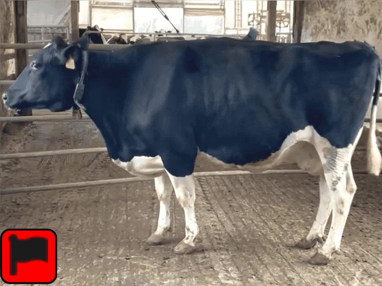 5 Dry 3rd+ Lact Cows | Due 5-11 to 6-8 | Avg 305me 25874 972 790 Lact ...