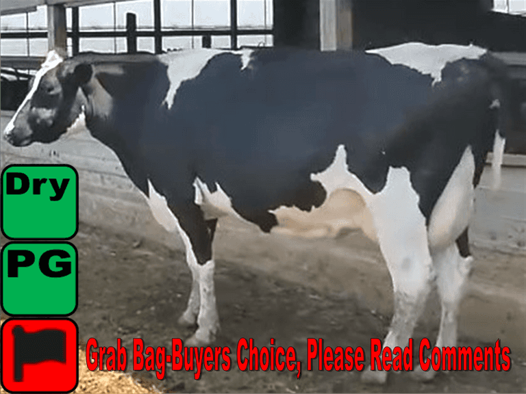 Dry Cow Grab Bag | 4 Cows, Buyers Choice | 305me Avg 30869# 1096 921 ...